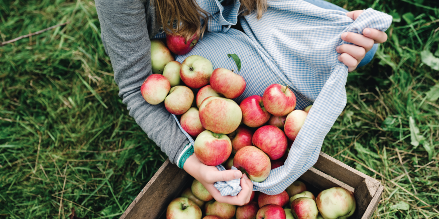 Apple Picking Guide: Best Orchards, Tips & Fall Travel Ideas