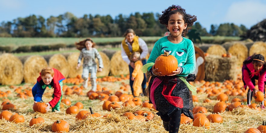 Top 5 Corn Mazes to Visit This Fall | Sun Outdoors