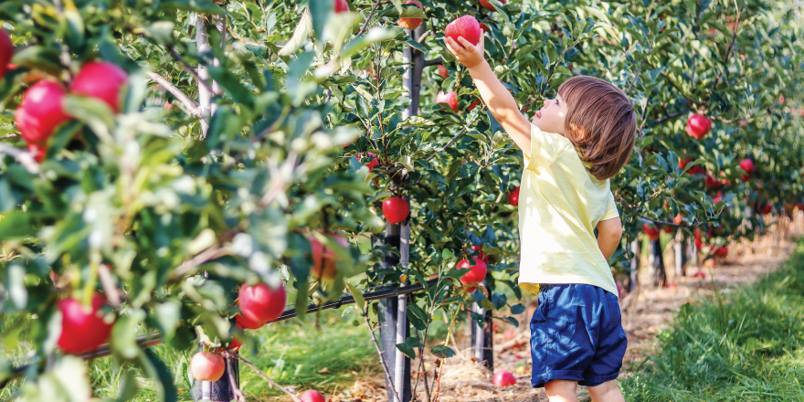 Ultimate Guide to Apple Picking Fun | Sun Outdoors
