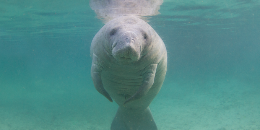 Where to Swim with Florida Manatees | Sun Outdoors