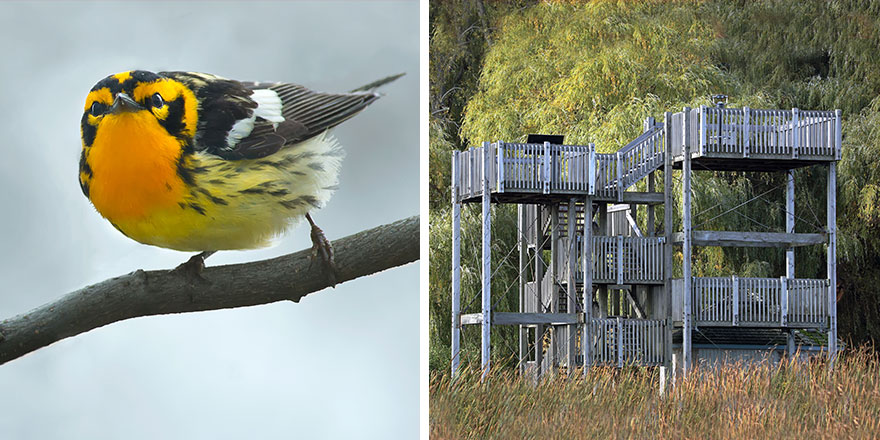 10 Birding Hotspots in North America | Sun Outdoors