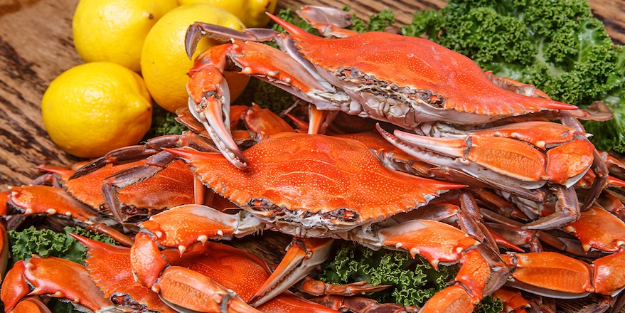 Experience Ocean City Sunfest 2026