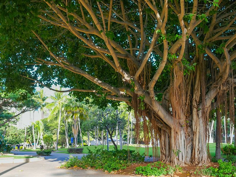 RV Resort in Bradenton, FL - Arbor Terrace