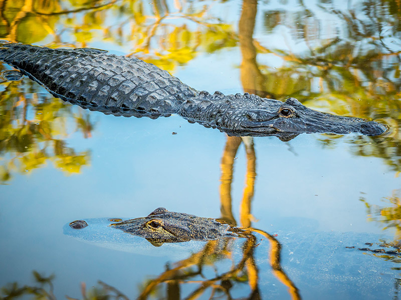 RV Resort in Davenport, FL - ThemeWorld