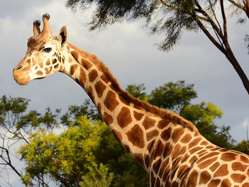 RV Resort in Naples, FL - Marco Naples