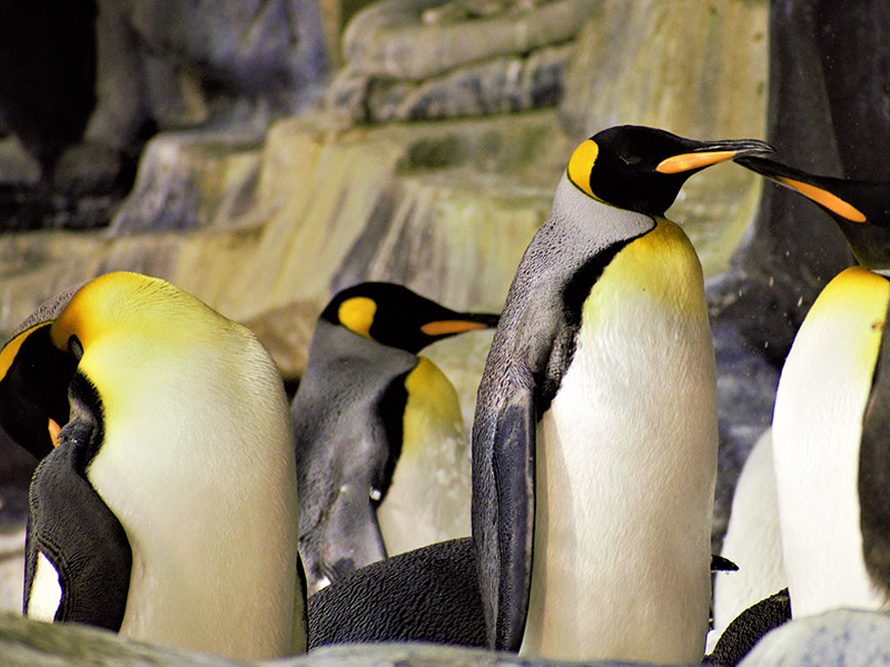 RV Resort in Davenport, FL - ThemeWorld