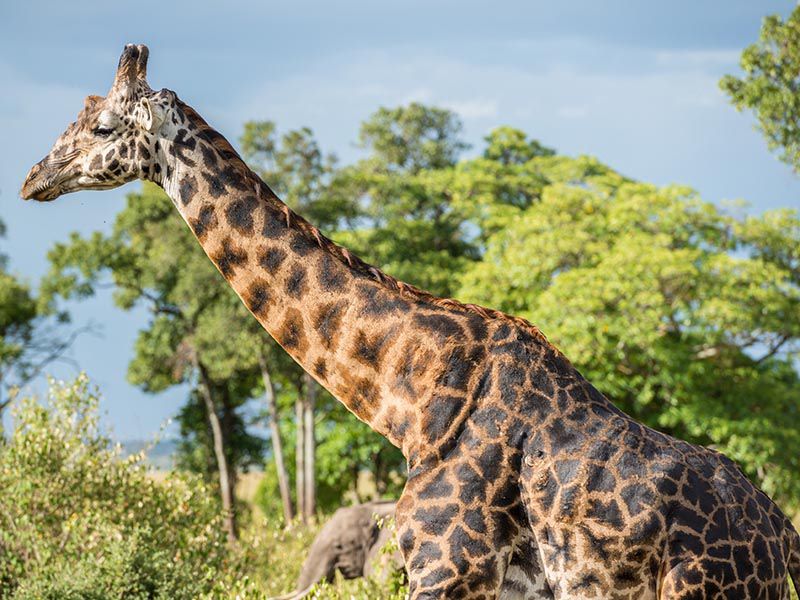 RV Resort in Homosassa Springs, FL - Sun Retreats Homosassa River